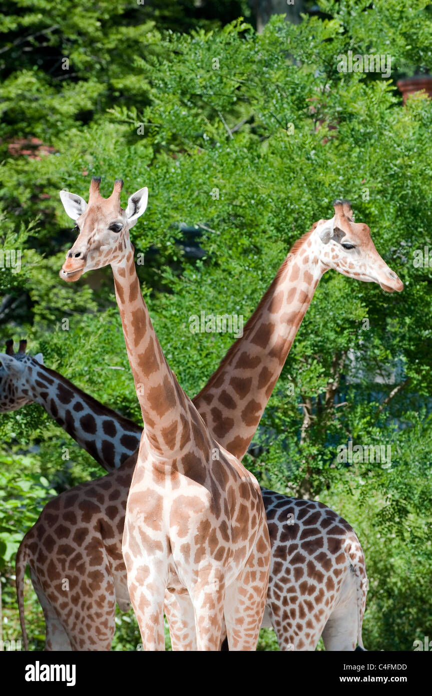 Family of giraffes on nature background Stock Photo - Alamy