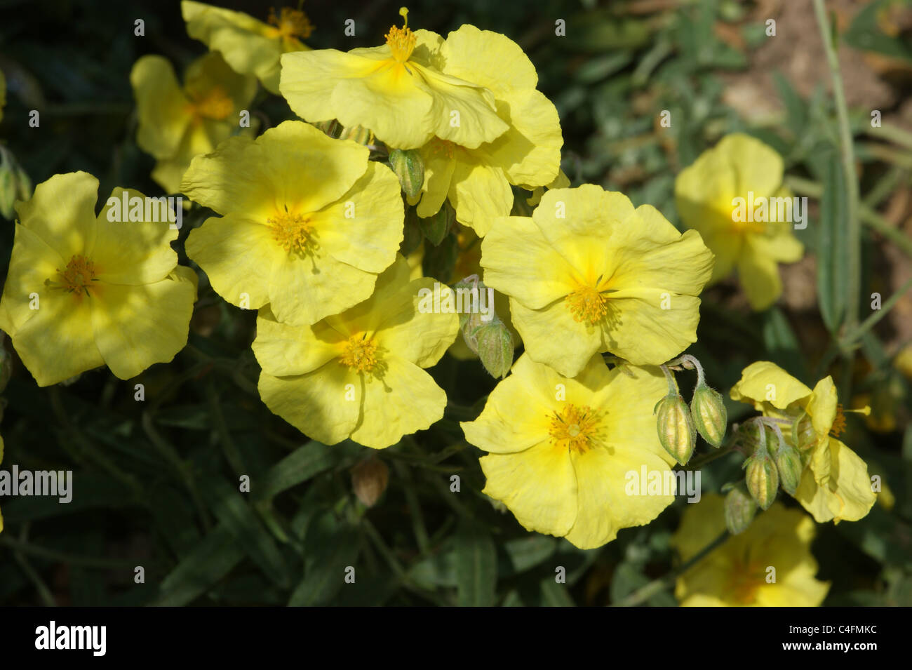 Helianthemum 'Wisley Primrose' Stock Photo - Alamy
