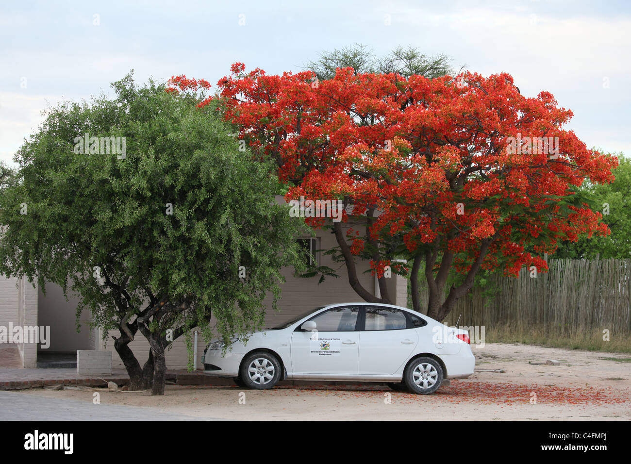 Royal poinciana tree flame tree hi-res stock photography and images - Alamy