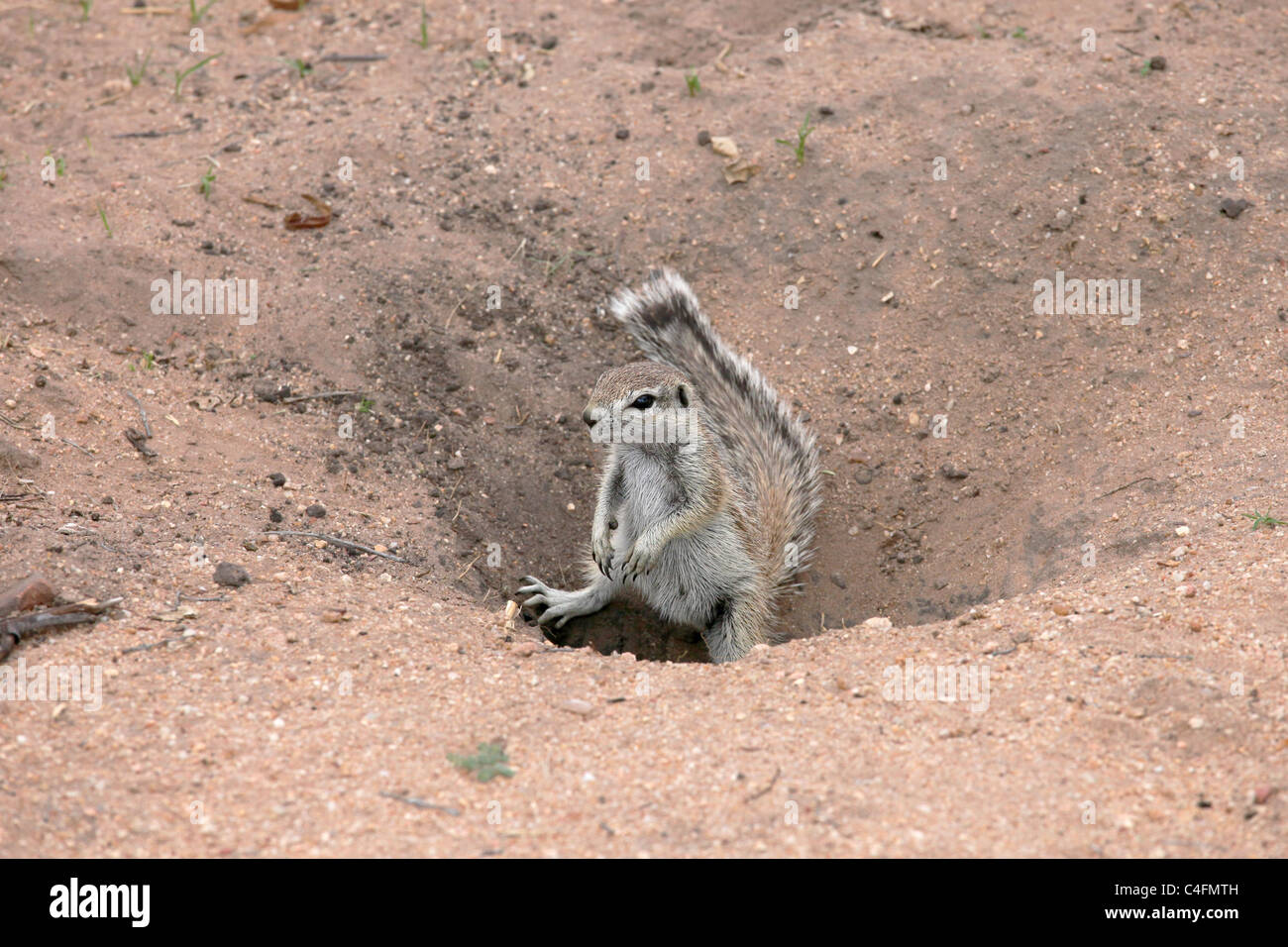 Mountain Ground Squirrel (Xerus princeps) at his burrow, near the ...