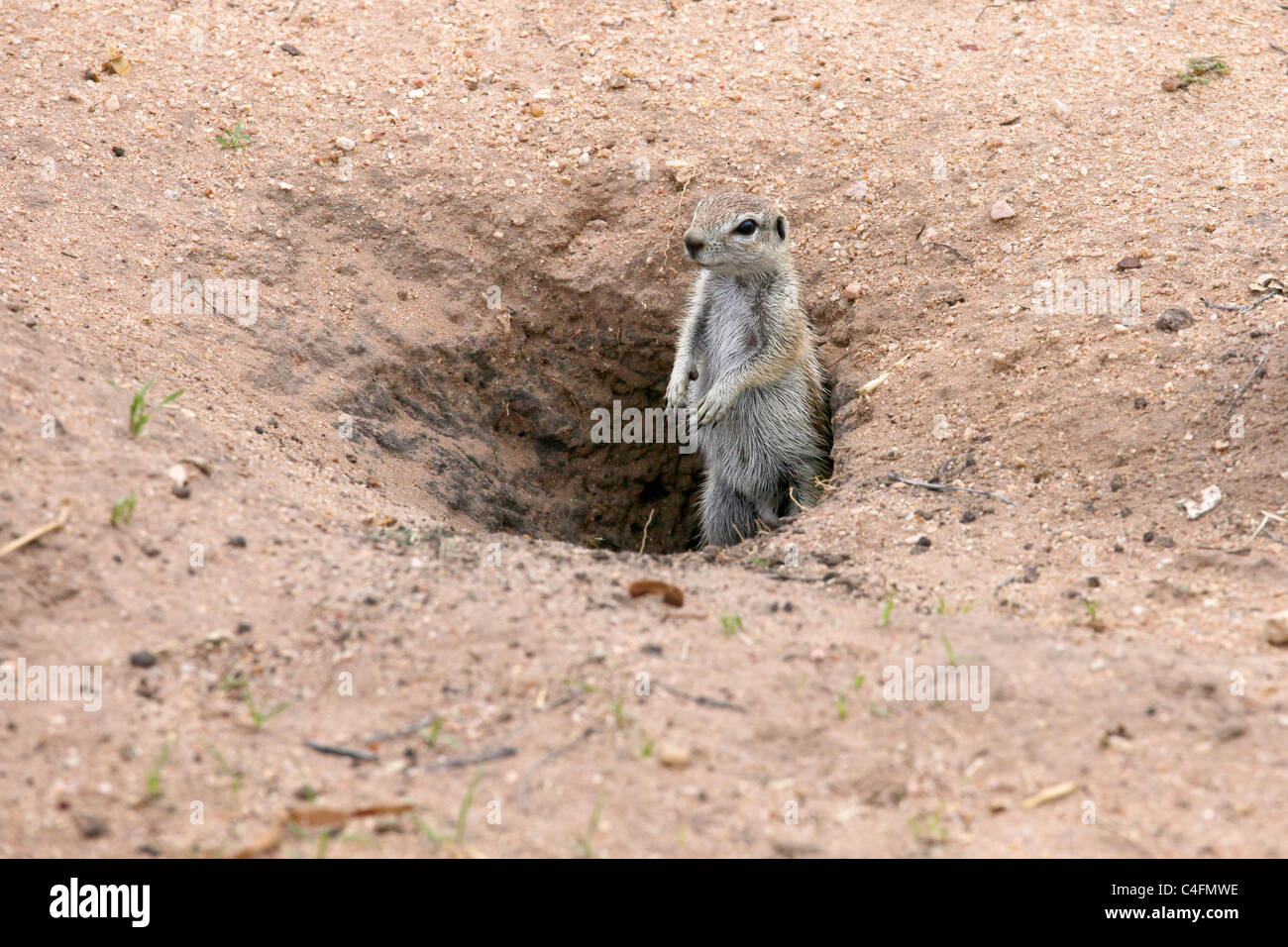 Mountain Ground Squirrel (Xerus princeps) at his burrow, near the ...