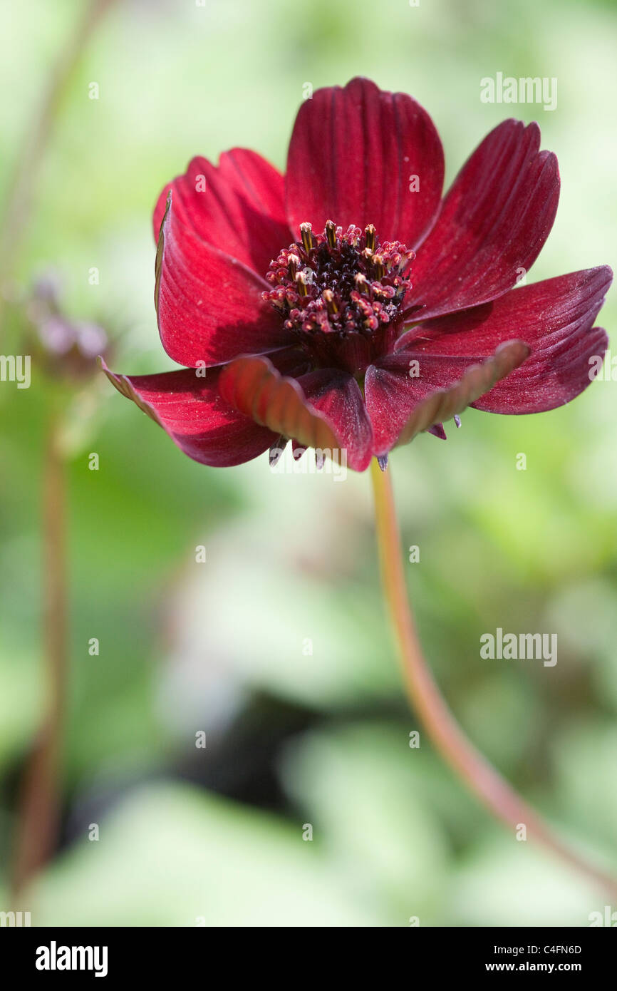 Chocolate cosmos hi-res stock photography and images - Alamy