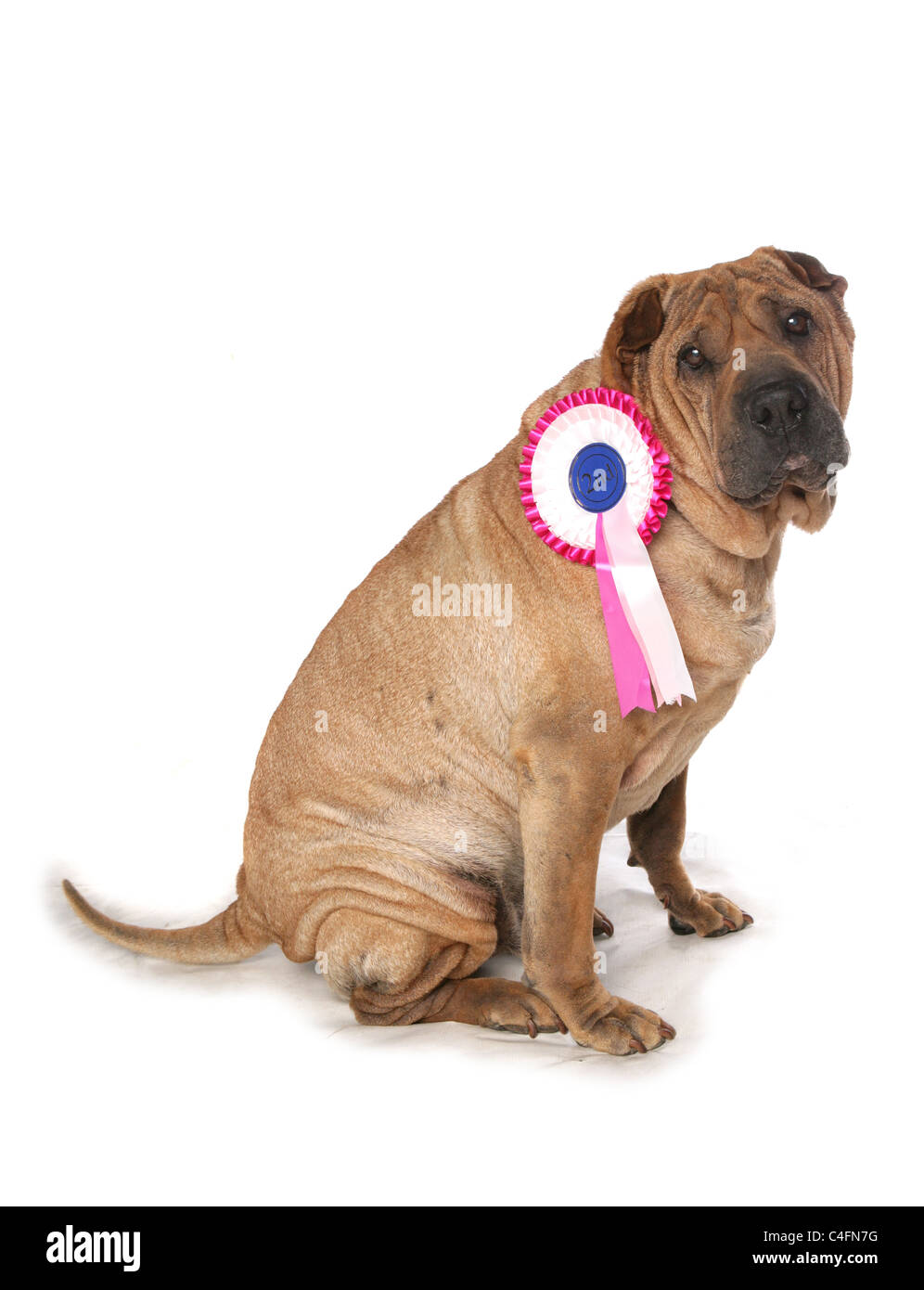 Shar pei dog hi-res stock photography and images - Alamy