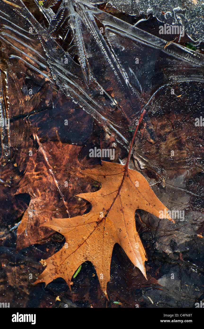 fallen oak leaf on ice Stock Photo - Alamy