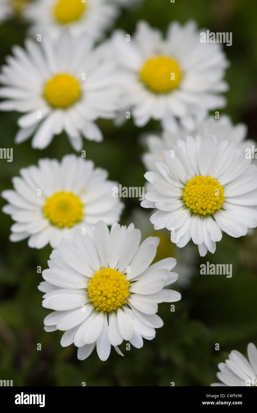 Bellis perennis Daisy Stock Photo - Alamy