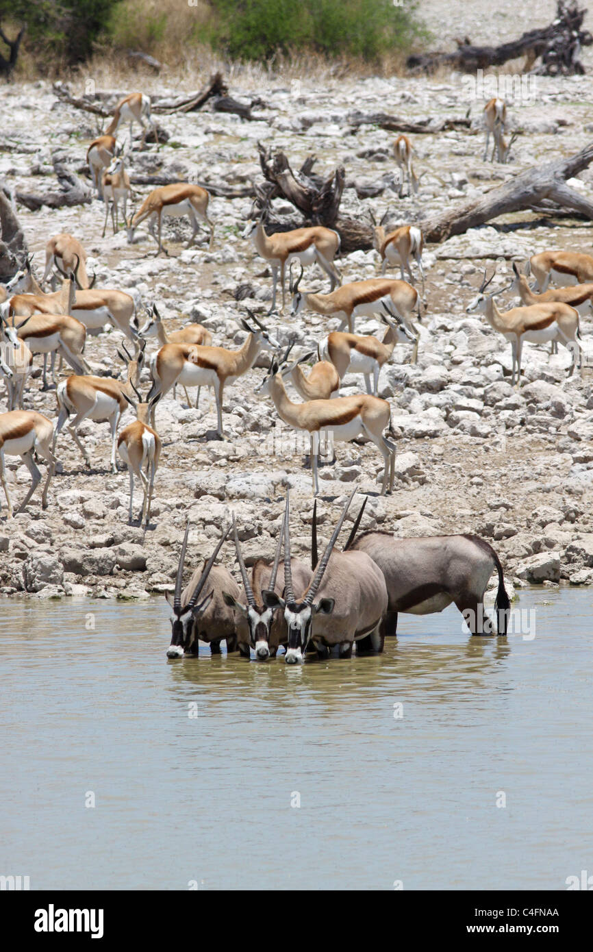 Namibian springbok hi-res stock photography and images - Alamy