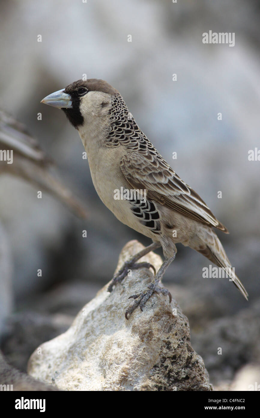 Sociable weaver bird (Philetairus socius) in Etosha National Park ...