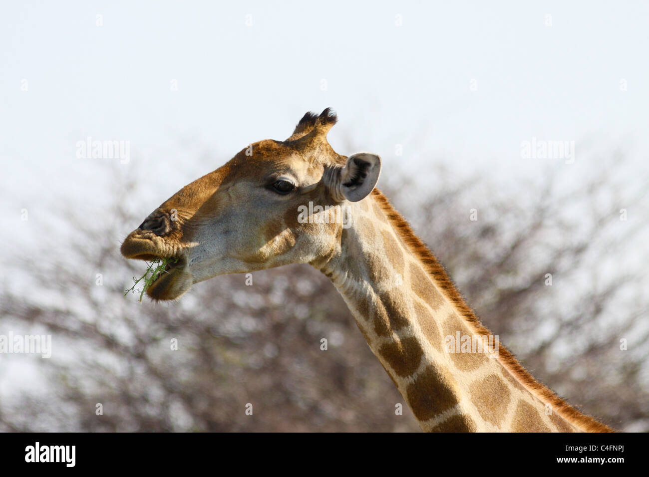 Giraffe eating np namibia hi-res stock photography and images - Alamy