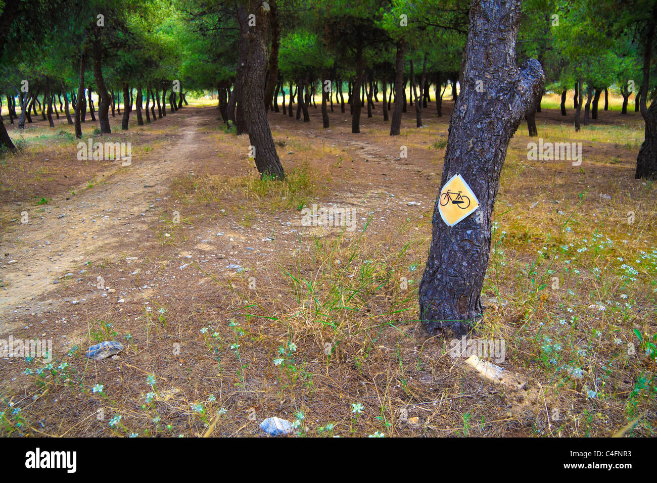 Forest walking and cycling pathway in Greece Stock Photo - Alamy