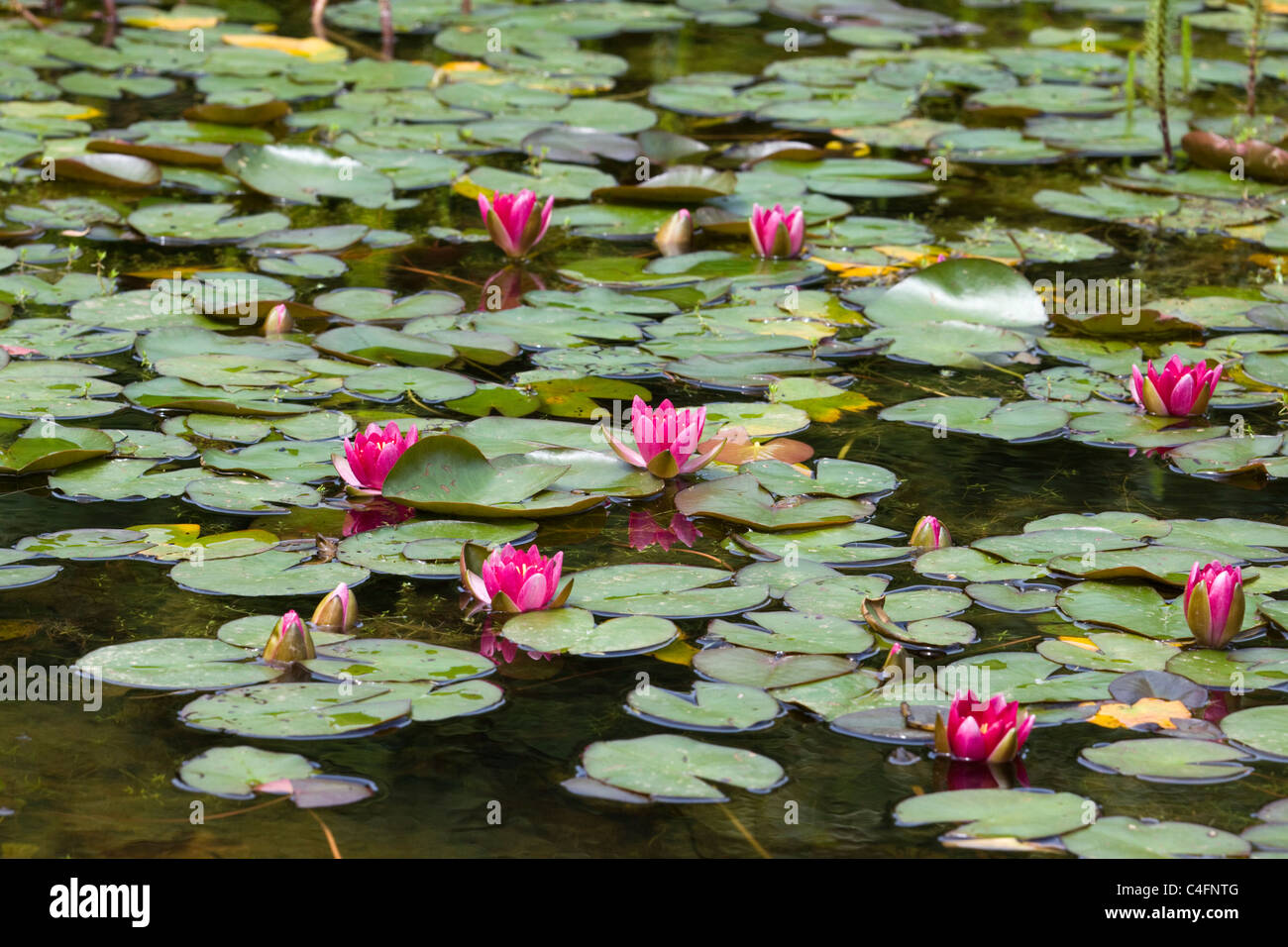 Nymphaeaceae nymphaea nuphar hi-res stock photography and images - Alamy