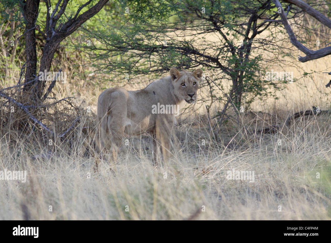 African Lioness, Etosa NP, Namibia Stock Photo - Alamy