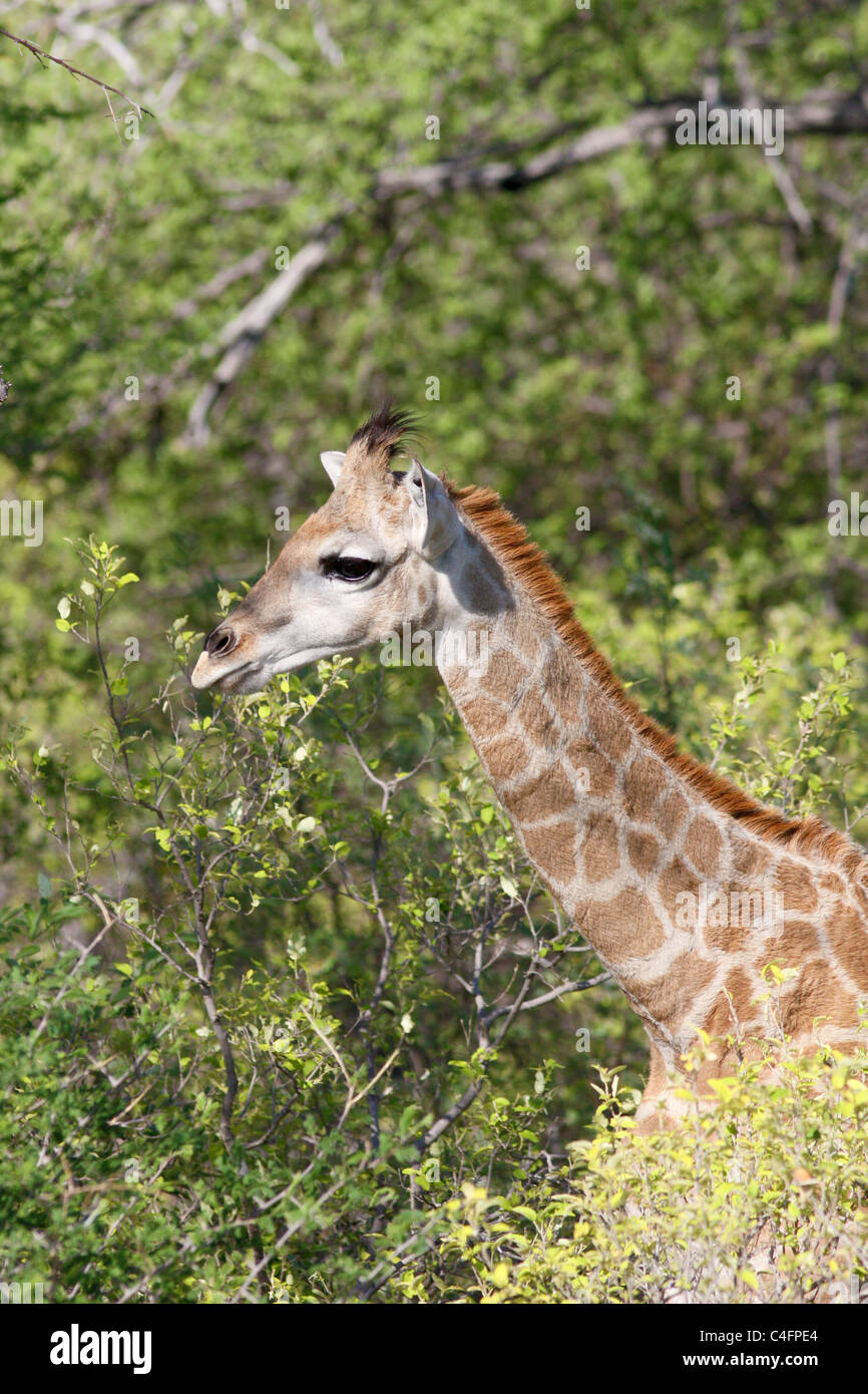 Young Angolan giraffe calf in Etosha NP, Namibia Stock Photo - Alamy