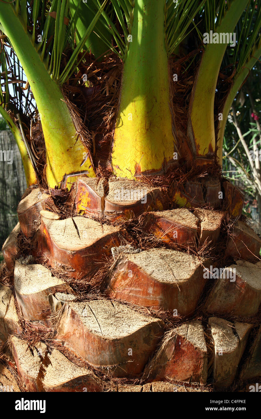 Palm tree trunk Stock Photo - Alamy
