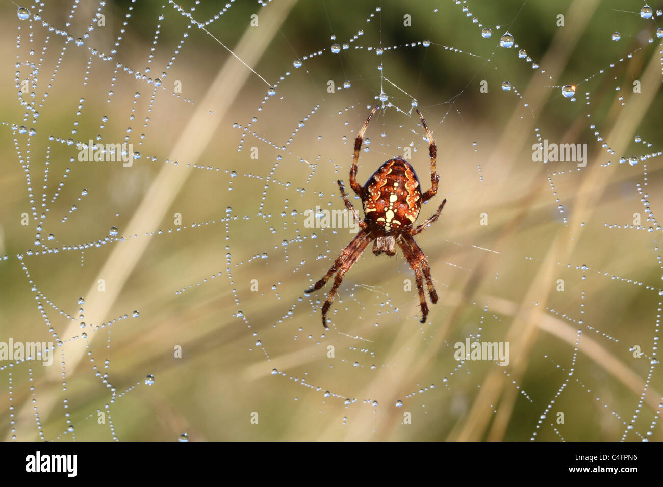European Garden Spider (Araneus diadematus Stock Photo - Alamy