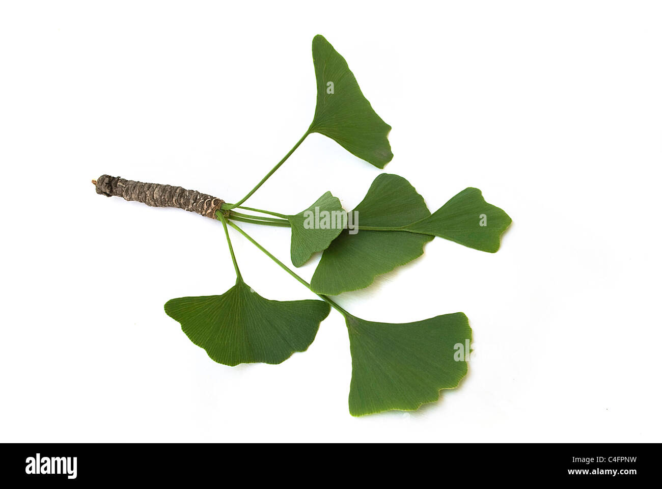 fresh green ginkgo biloba branch with leaves isolated on white ...