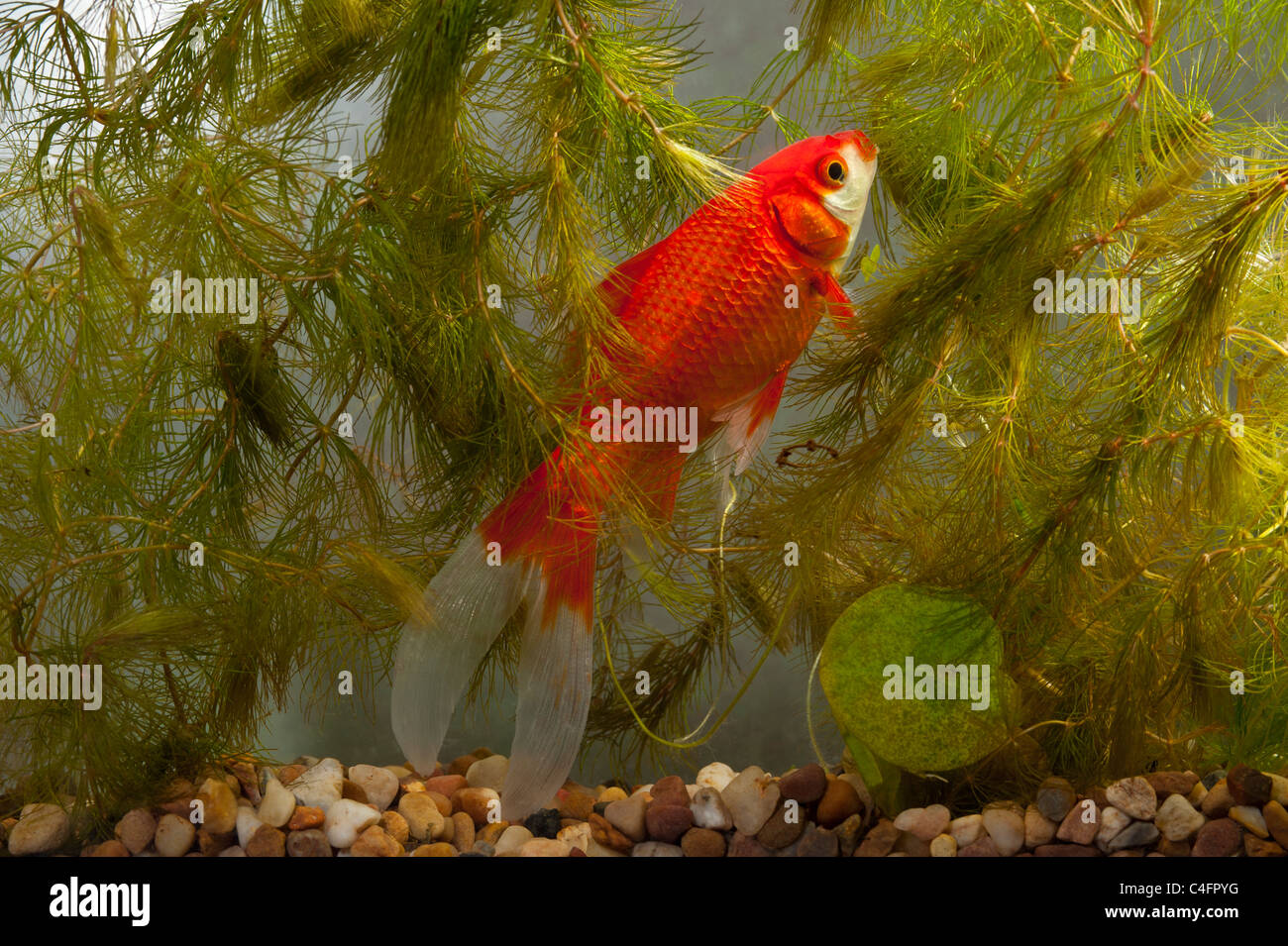 A Goldfish swimming in an aquarium Stock Photo - Alamy
