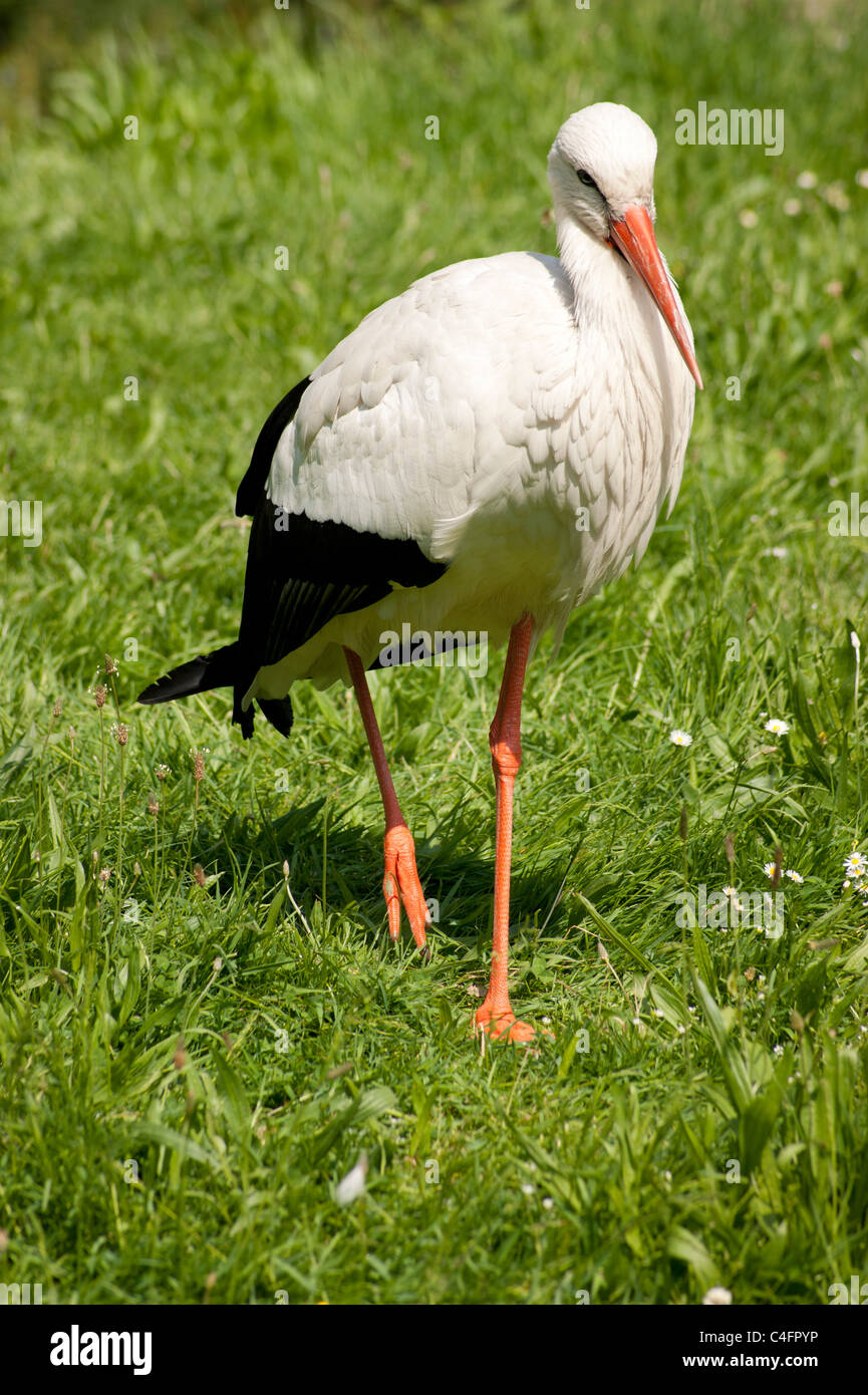 White stork on meadow in Poland Stock Photo - Alamy