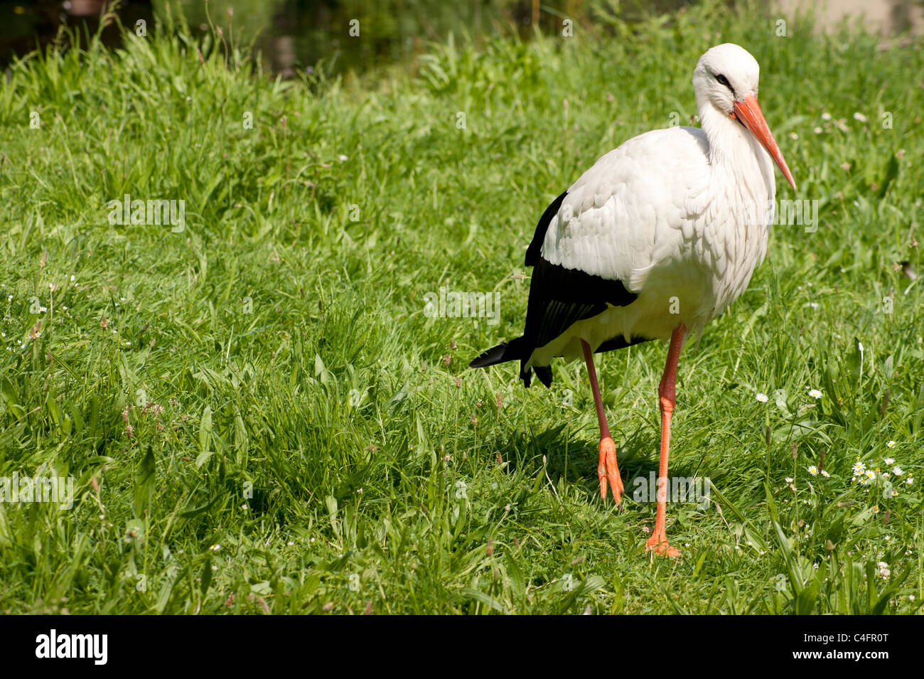 White stork on meadow in Poland Stock Photo - Alamy