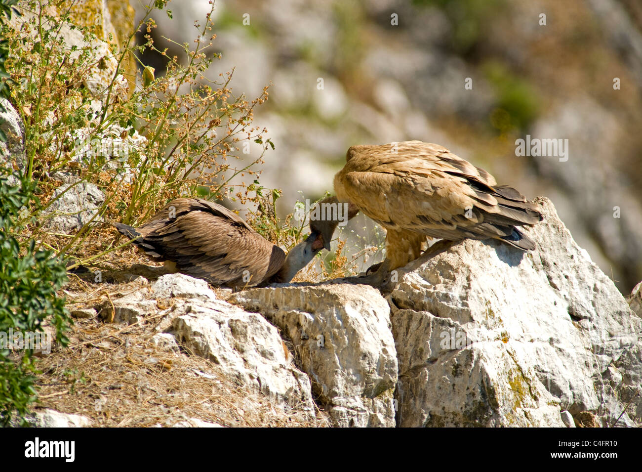 Adult Griffon Vulture regurgitating food into chicks mouth in the nest ...