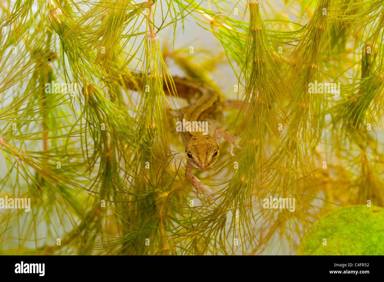 A female Smooth Newt ( Triturus vulgaris ) swimming in an aquarium in ...