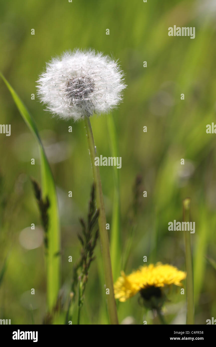 Dandelion one with white seed head, another with the yellow flower ...