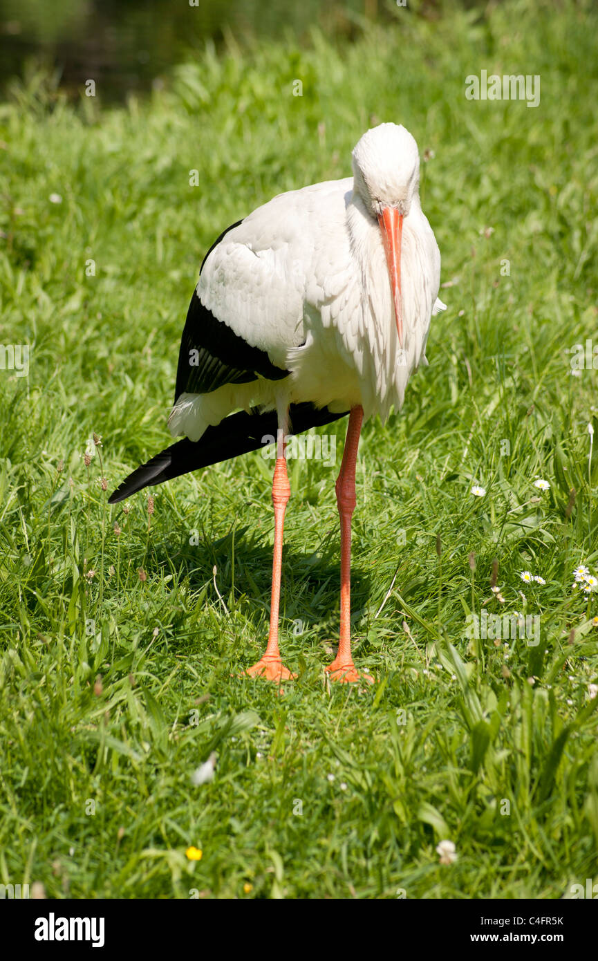 White stork hi-res stock photography and images - Alamy