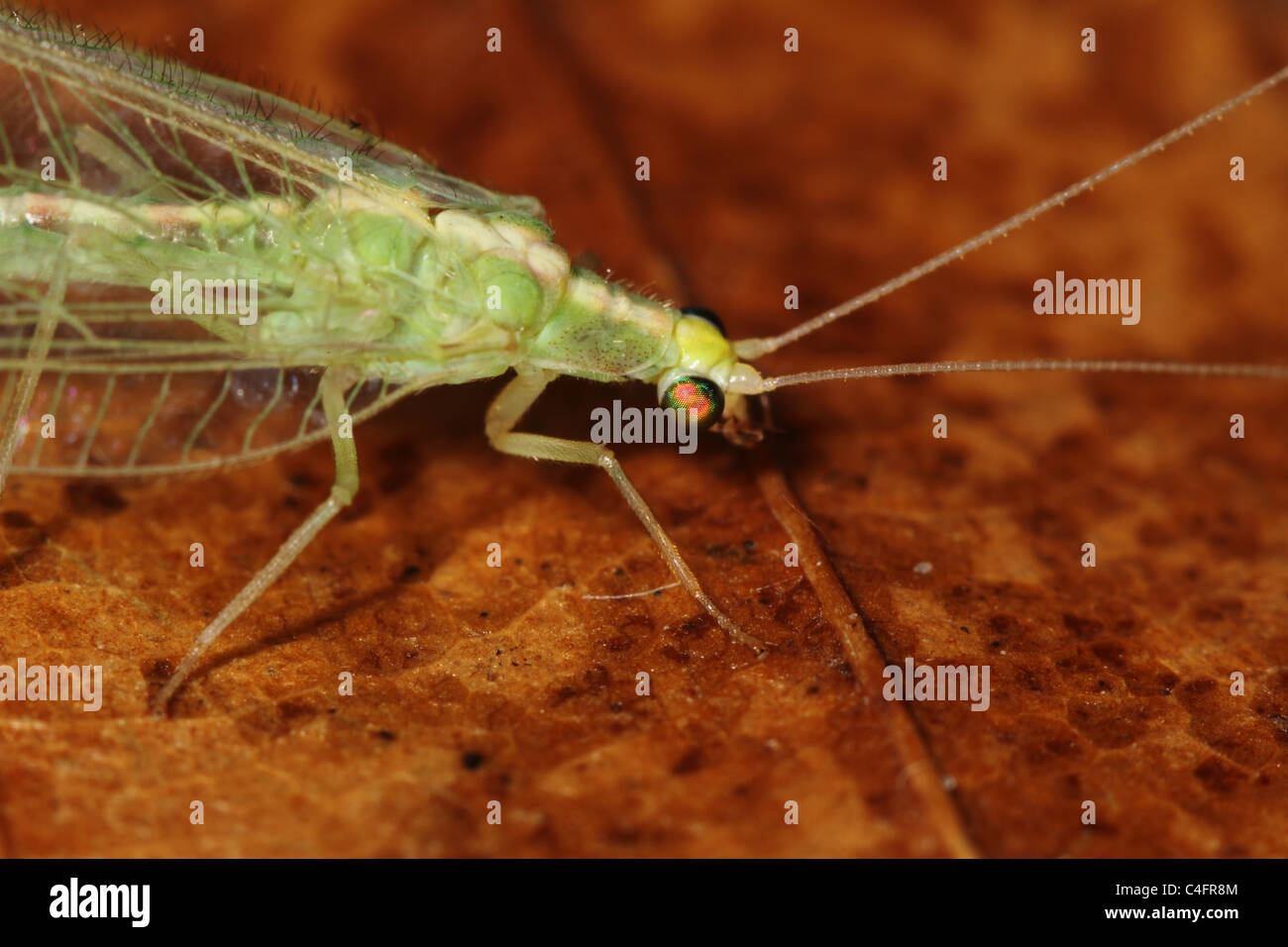 Compound eye with details hi-res stock photography and images - Alamy