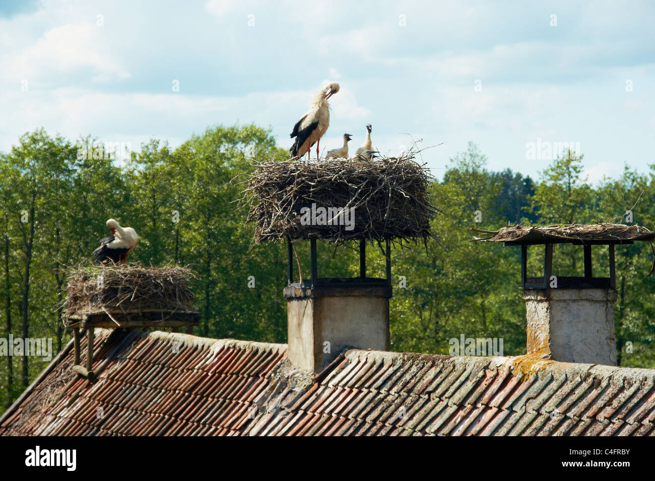 White storks nesting on roof hi-res stock photography and images - Alamy