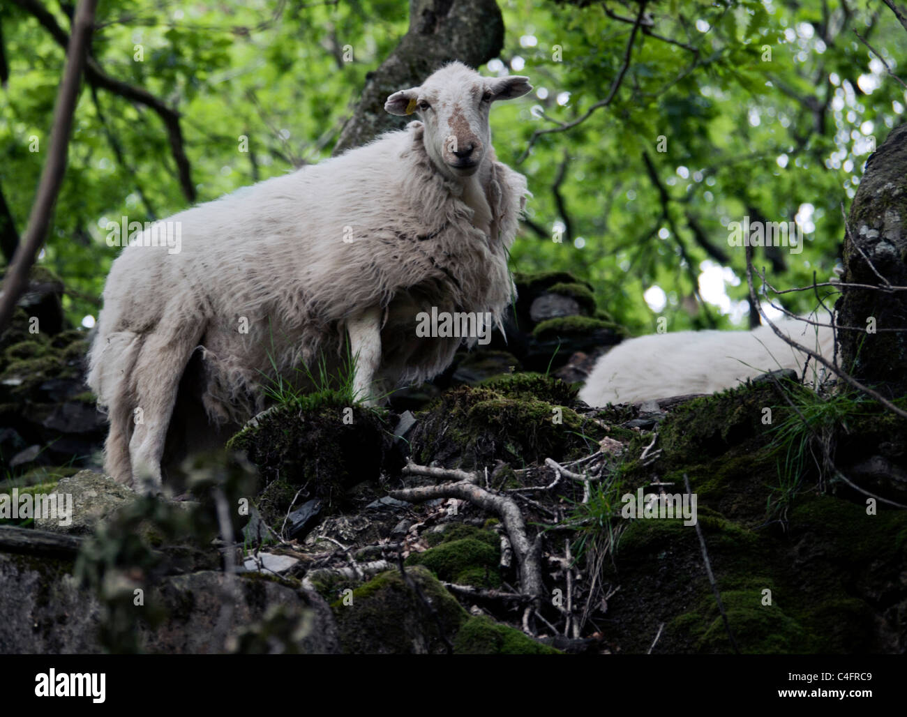 Sheep up a mountain in Snowdonia, Wales Stock Photo - Alamy