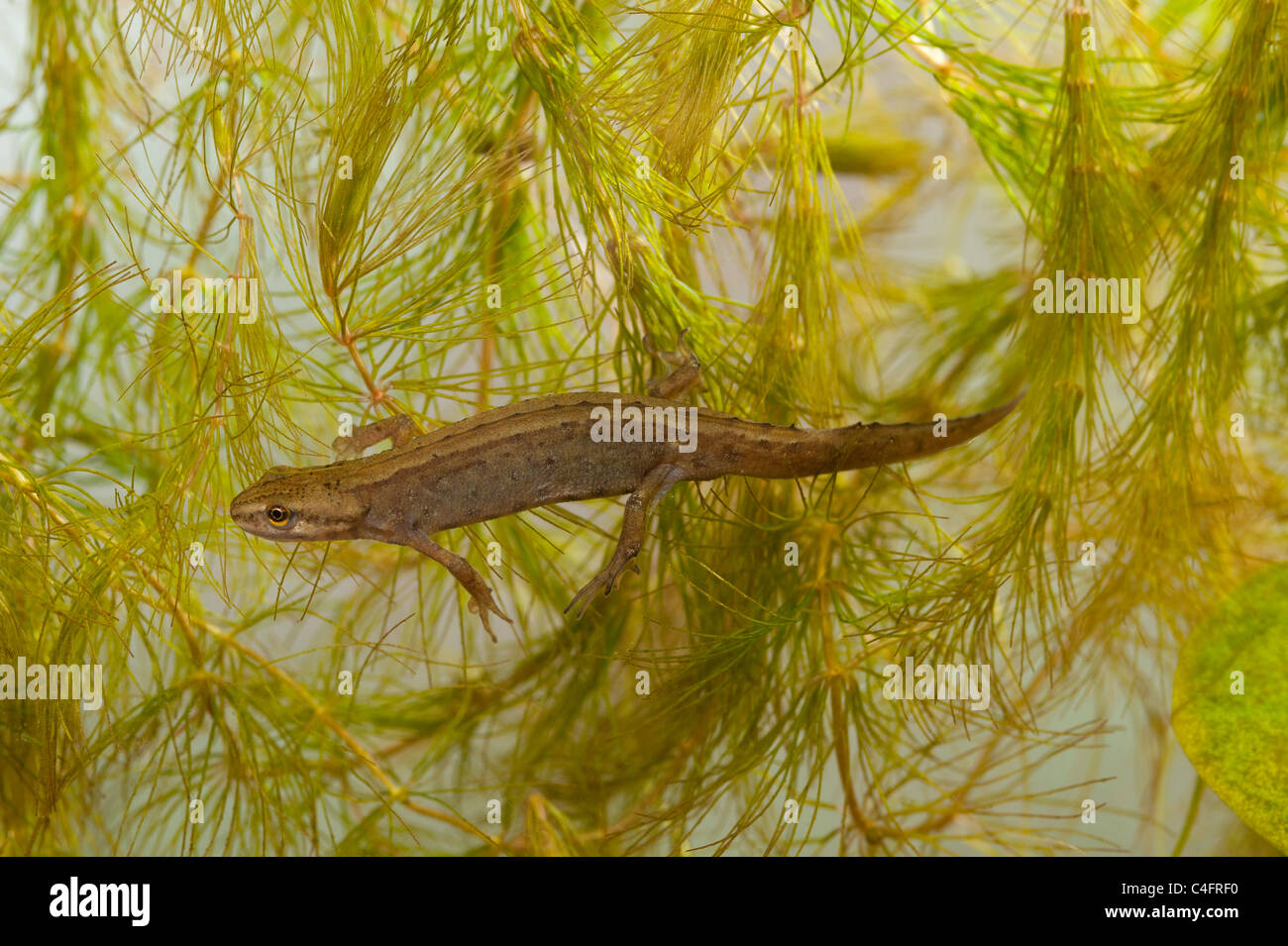 Smooth newt pond hi-res stock photography and images - Alamy