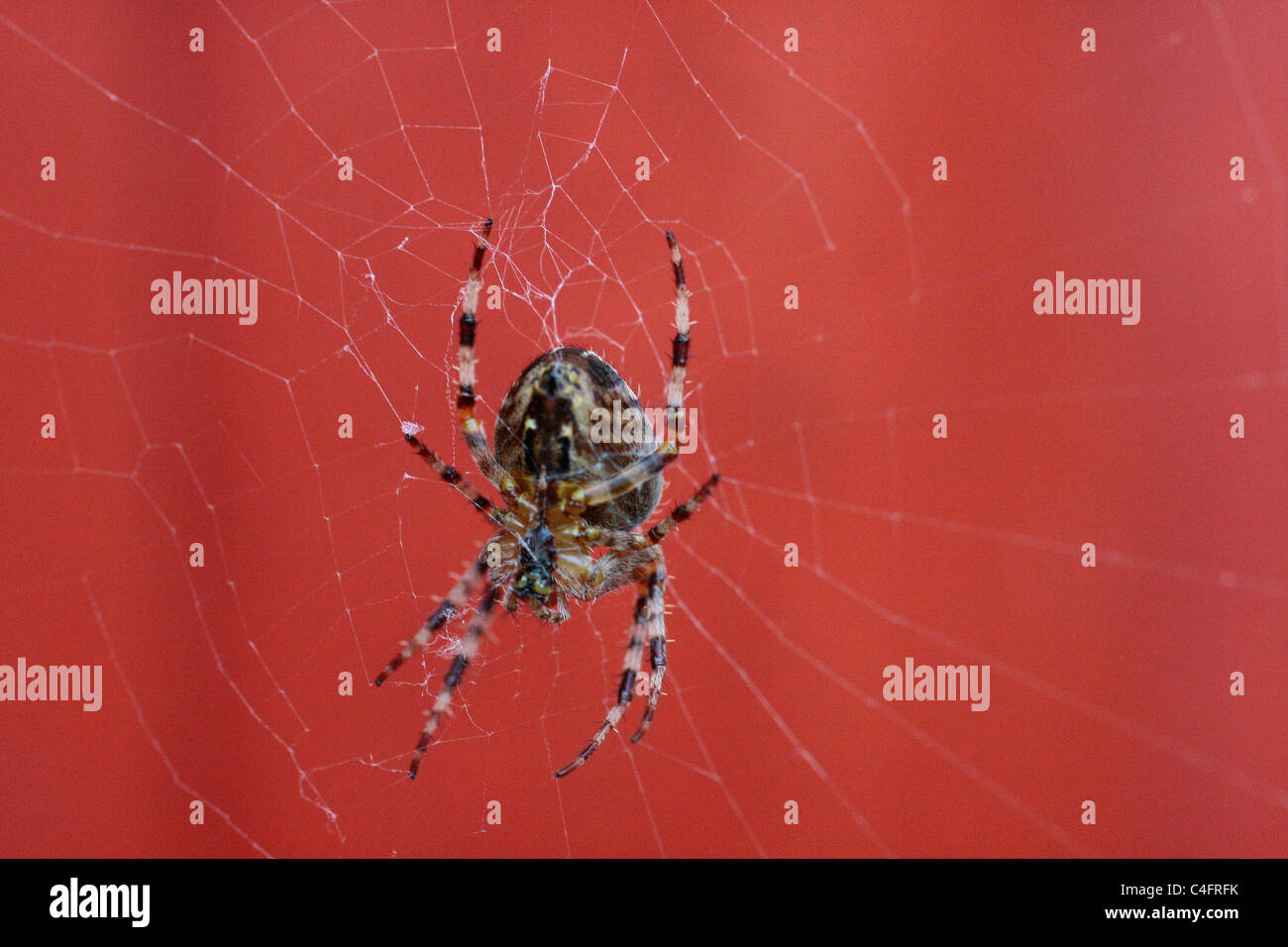 Spider in it's web Stock Photo - Alamy
