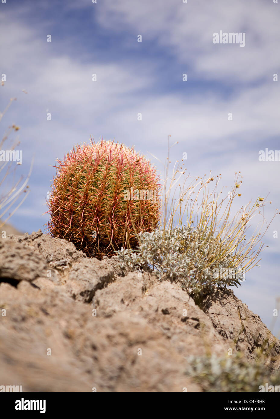 A group of barrel cacti in its natural habitat (Ferocactus cylindraceus ...