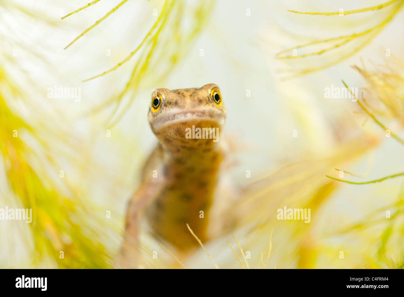 A female Smooth Newt ( Triturus vulgaris ) swimming in an aquarium in ...