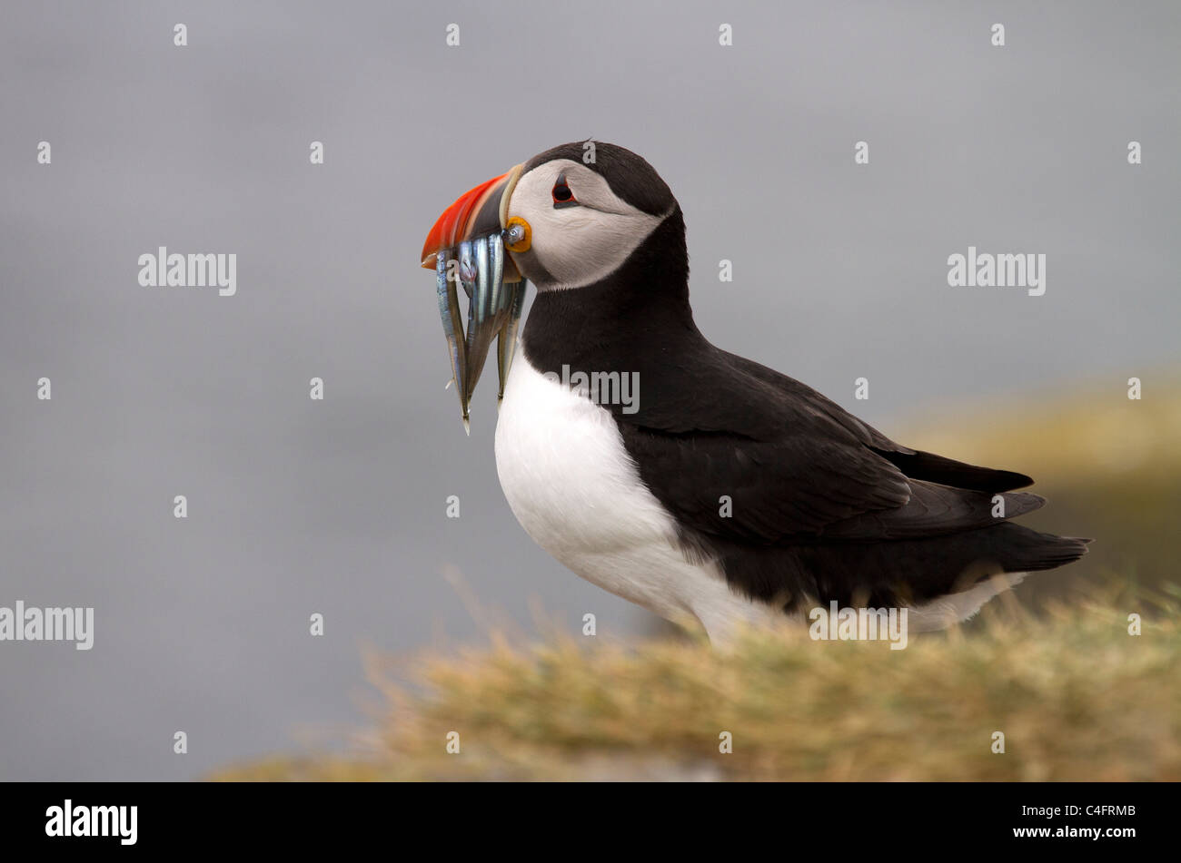 Back of puffin hi-res stock photography and images - Alamy