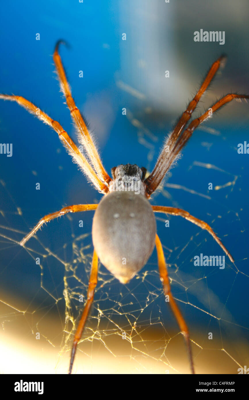 Poisonous spider in it's web Stock Photo - Alamy