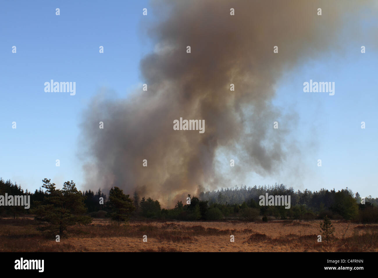 Uncontrolled forest fire in Gyttegaard Plantation in Denmark Stock ...