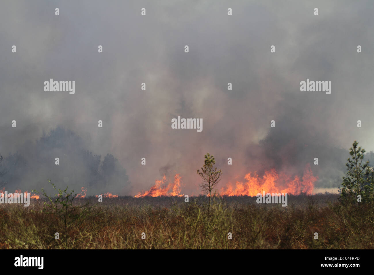 Uncontrolled forest fire in Gyttegaard Plantation in Denmark Stock ...