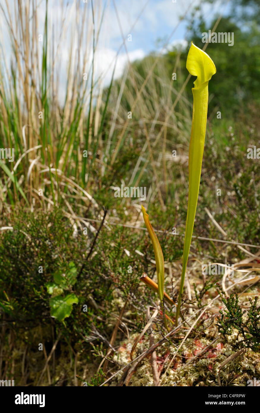 Yellow pitcher plant hi-res stock photography and images - Alamy