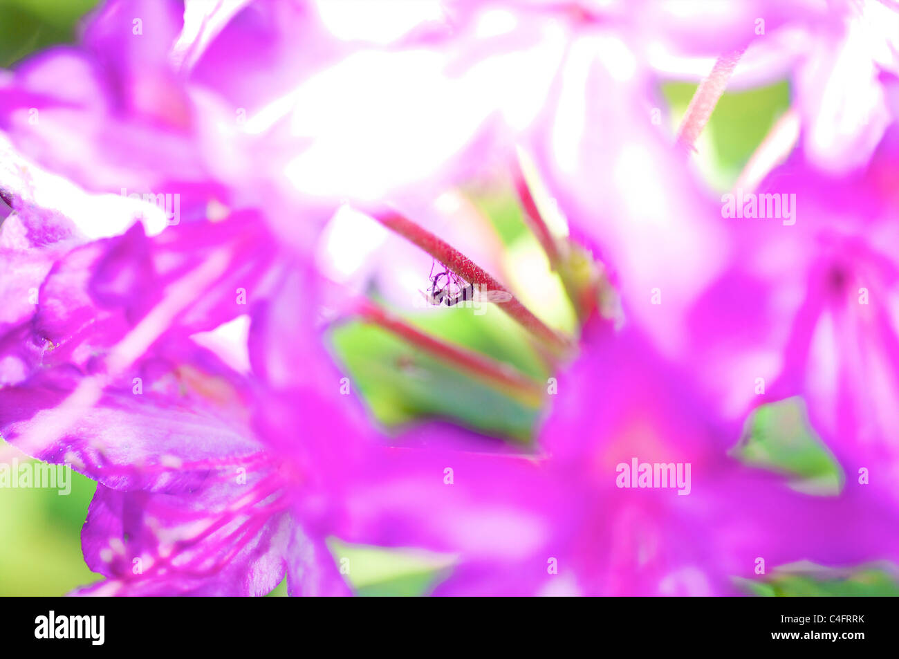 Dead insects hi-res stock photography and images - Alamy