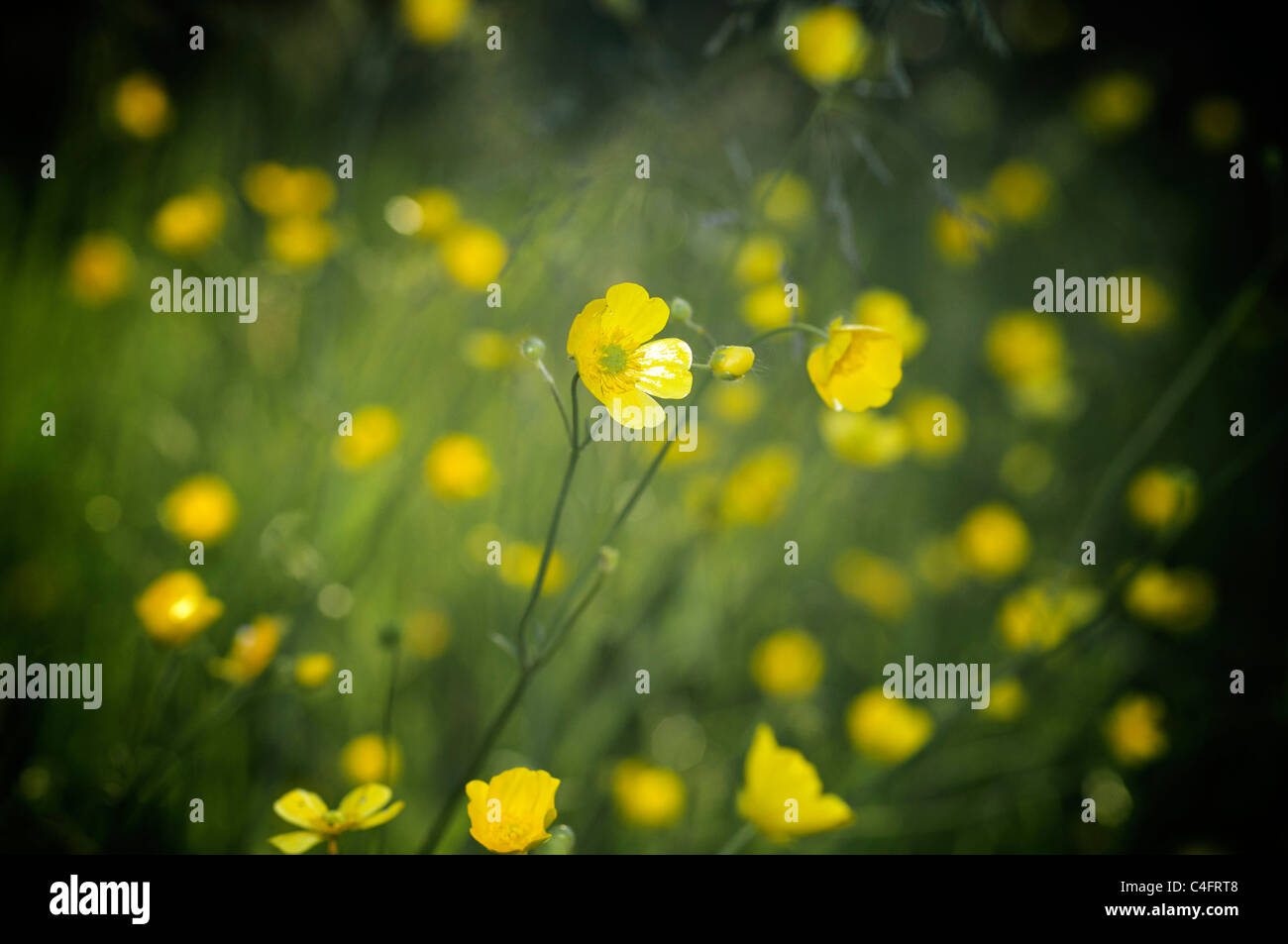 Wild buttercups growing in meadow Stock Photo - Alamy