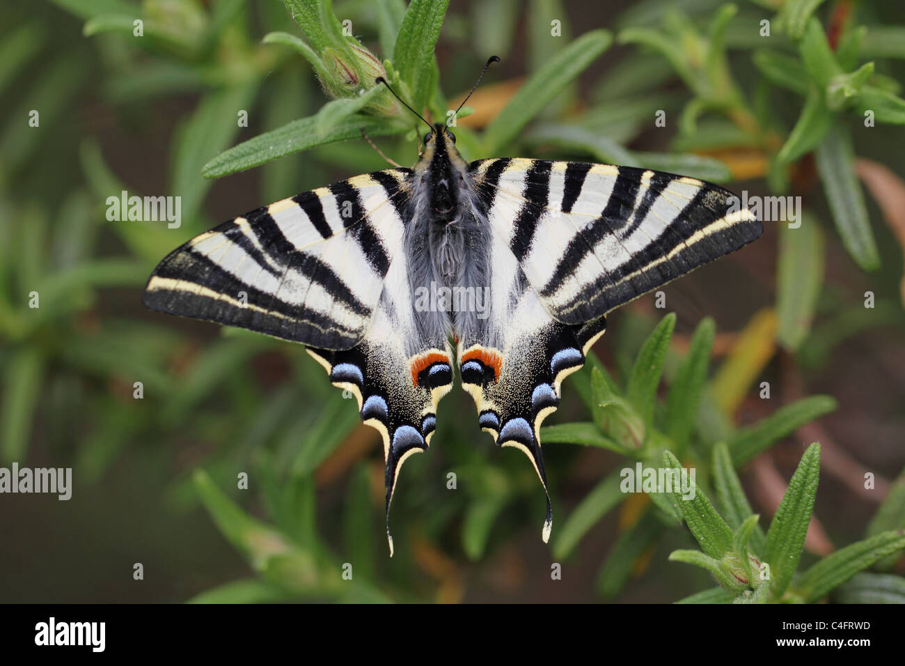 Scarce Swallowtail (Iphiclides podalirius Stock Photo - Alamy