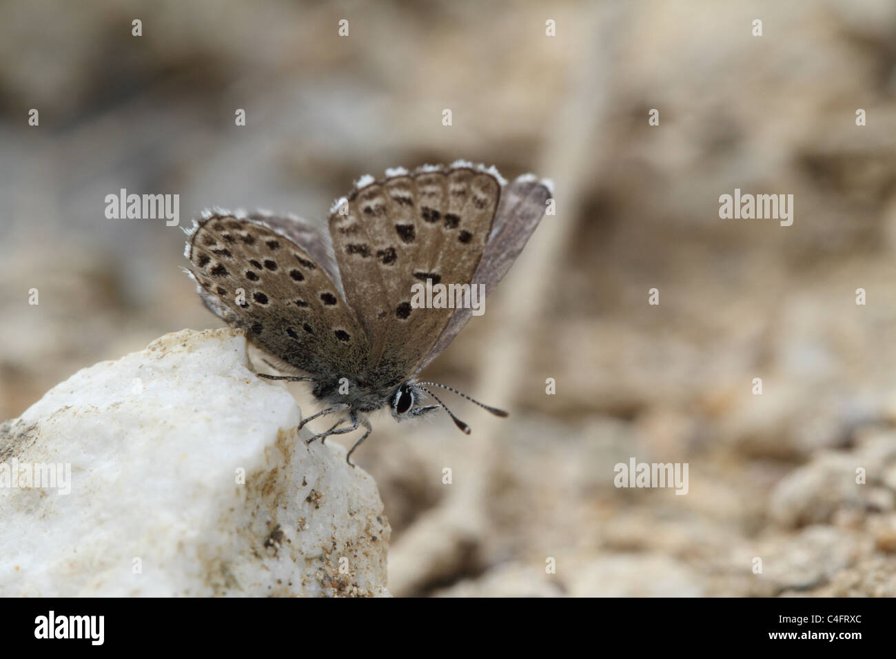 Panoptes Blue (Pseudophilotes panoptes) photographed in northern Spain ...