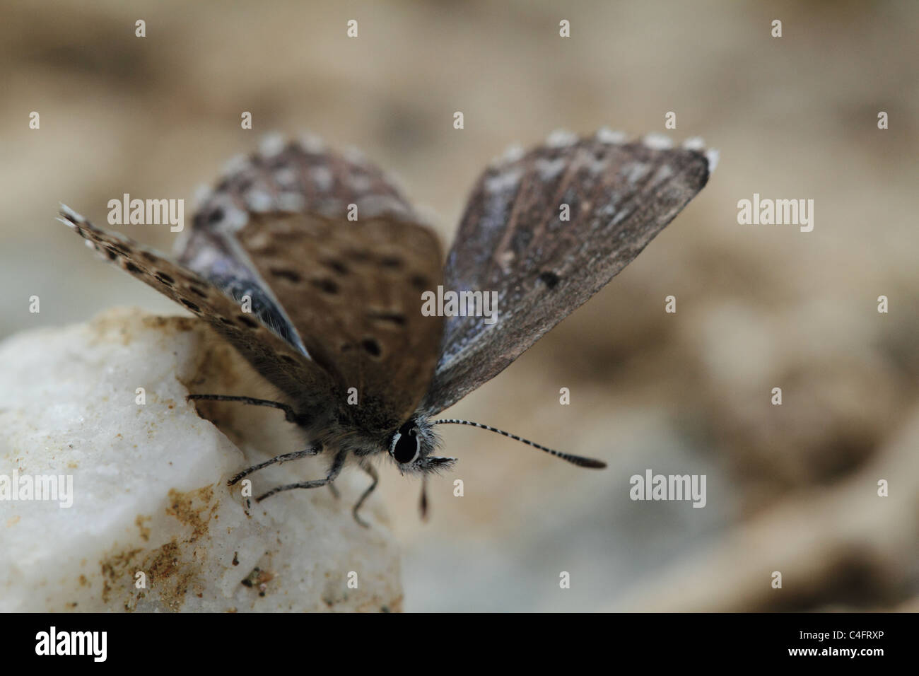 Panoptes Blue (Pseudophilotes panoptes) photographed in northern Spain ...