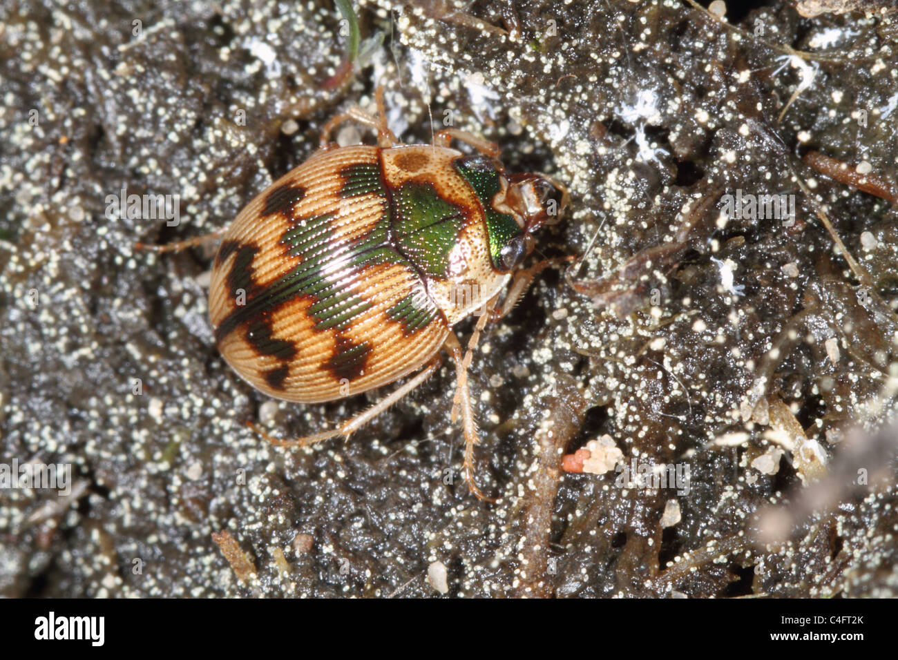 The strange-looking ground beetle species Omophron limbatum Stock Photo ...