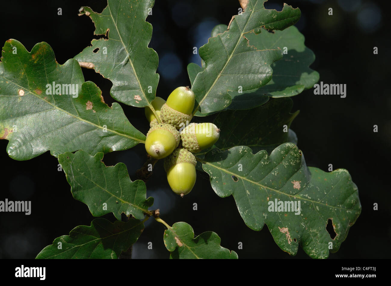 Traubeneiche Stock Photos & Traubeneiche Stock Images - Alamy
