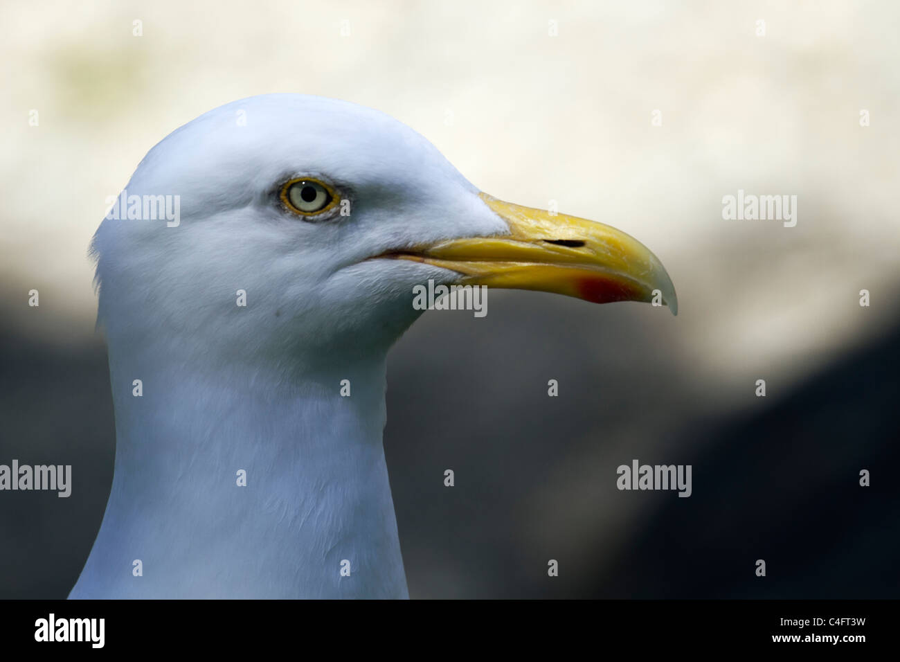 Seagull close hi-res stock photography and images - Alamy