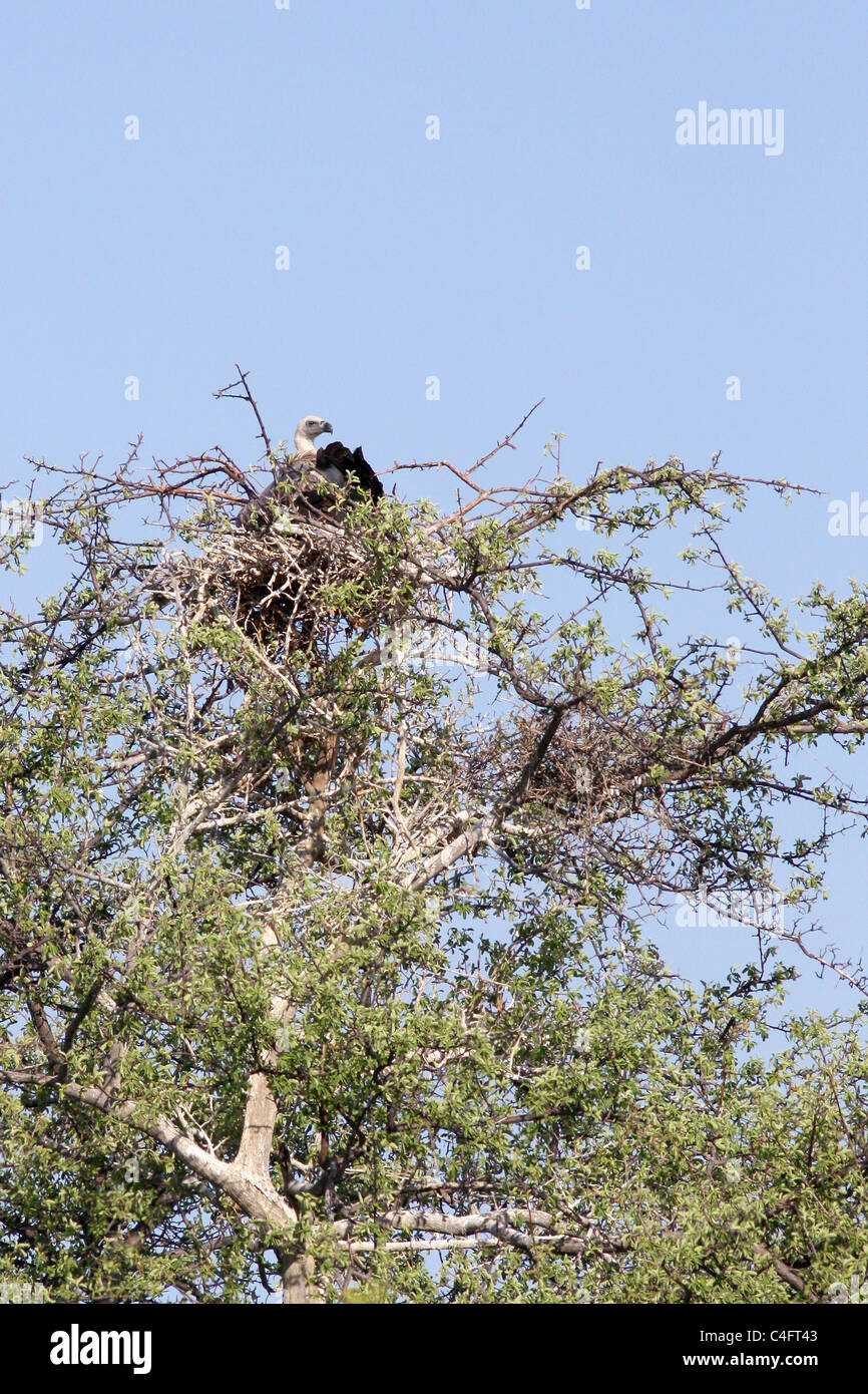 Vulture nest hi-res stock photography and images - Alamy