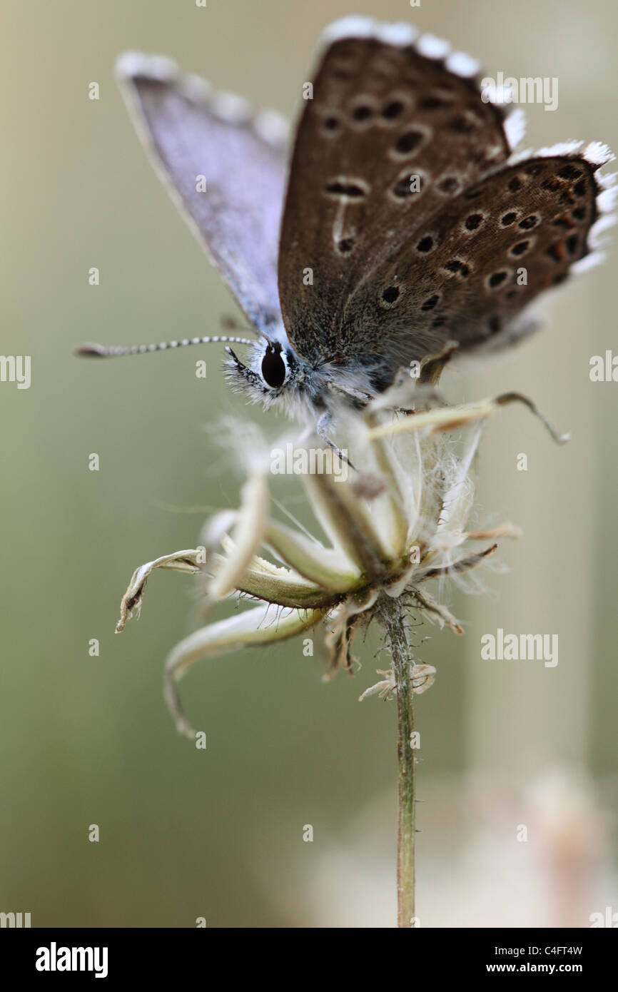 Panoptes Blue (Pseudophilotes panoptes) photographed in northern Spain ...