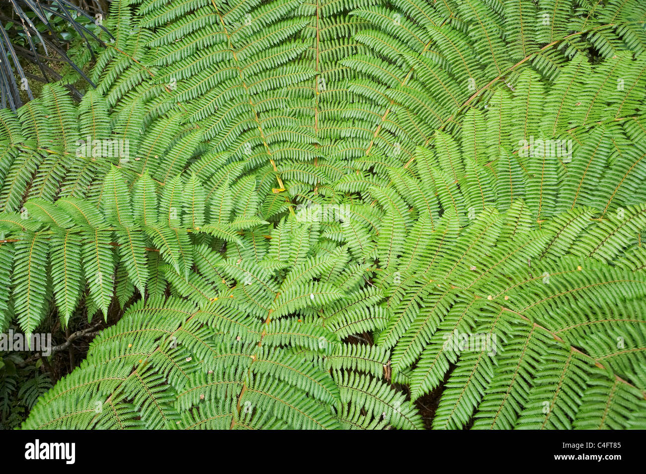 Tree Fern (ponga), Fiordland National Park, Fiordland, South Island ...