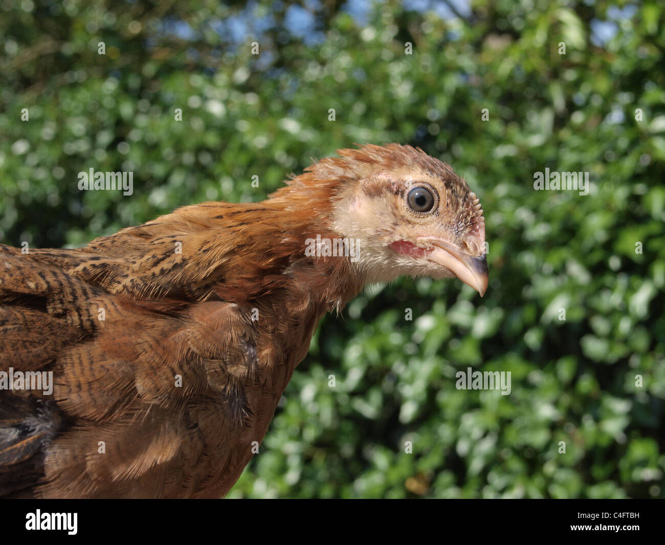 Young Welsummer chicken. UK Stock Photo - Alamy